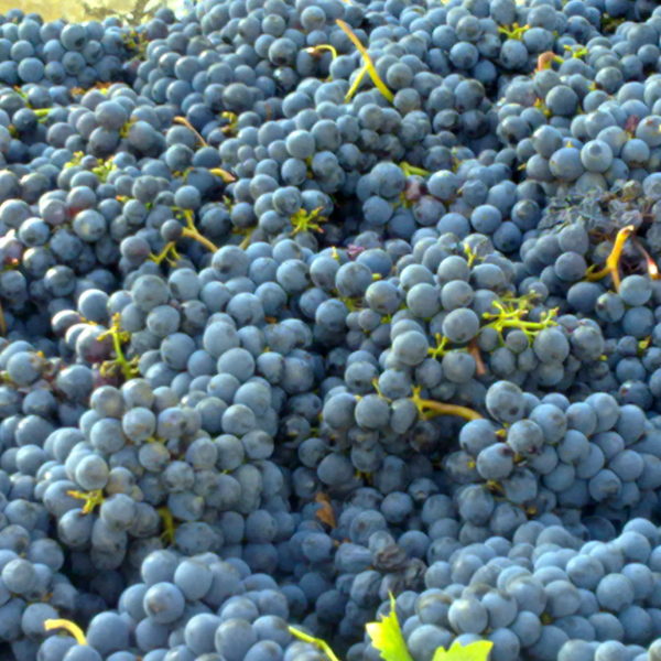 Chianti & a Taste of Red Wine - Siena and Tuscany private tours with ...